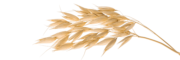 Avenacare, aktiva betaglukaner från havre för kosmetiska produkter