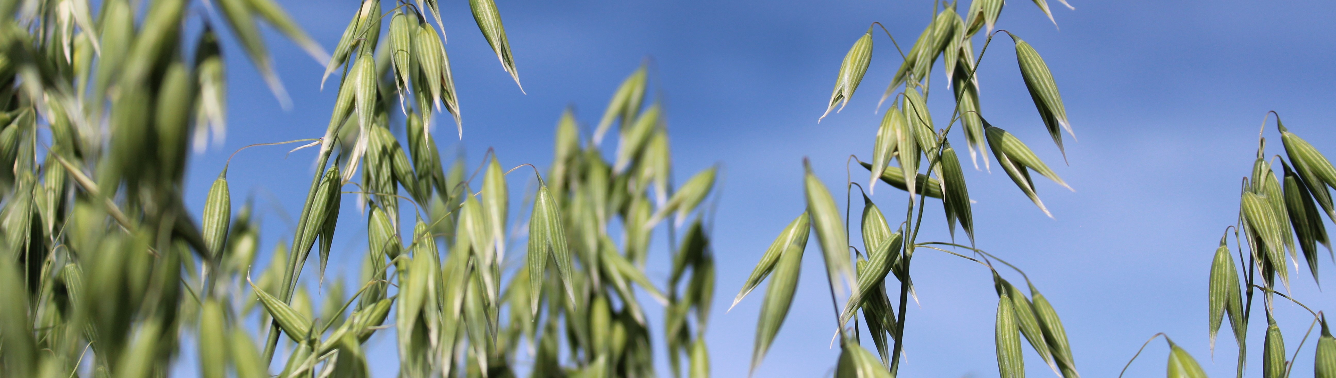 Oat Groats from Lantmännen Biorefineries